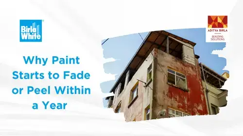 Why Your Distemper Fades Fast & How to Make It Last Longer